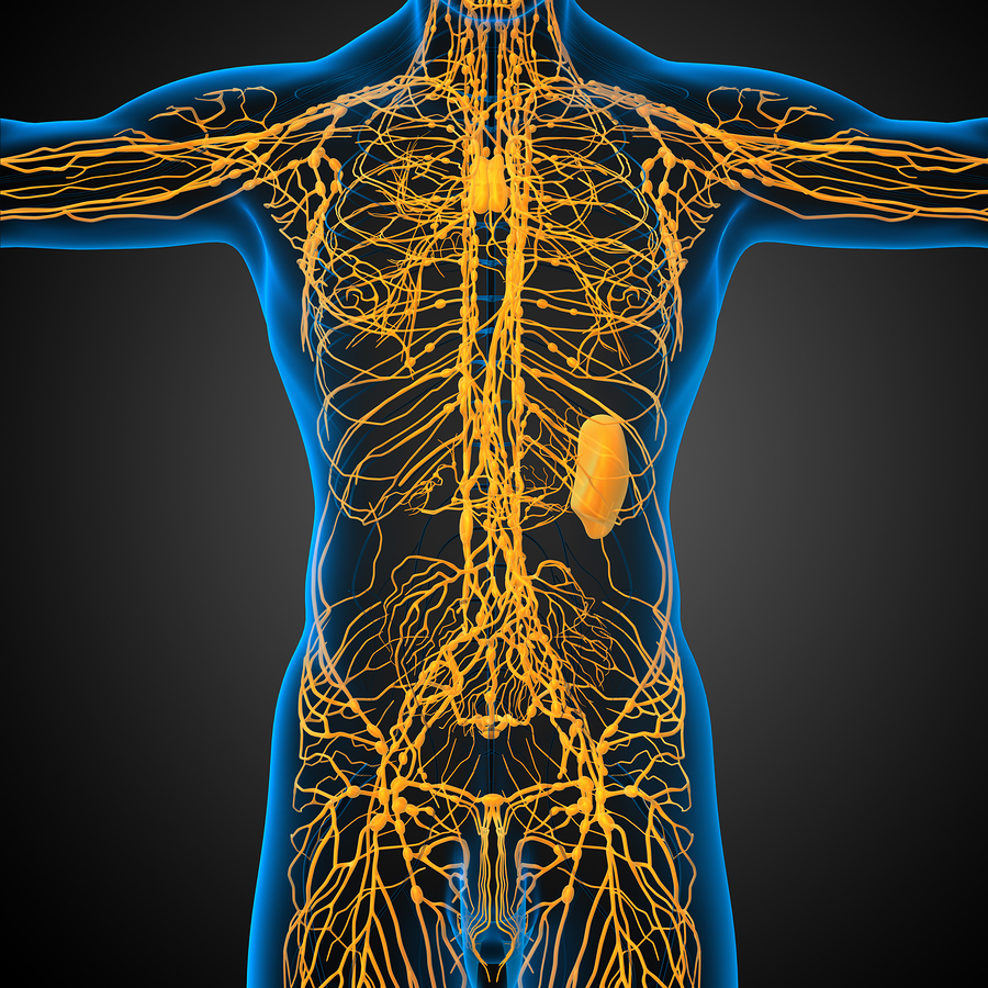 Finding the forest through the trees - connective tissue rediscovered ...
